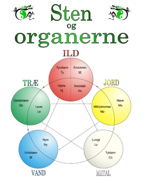 Sten og organerne i 5-elementen