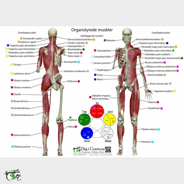 Organstyrede muskler oversigt