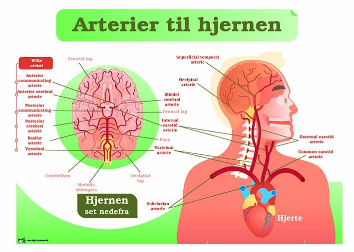 Arterier til hjernen - Plancher - Dig i Centrum