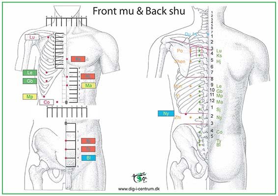Front mu og Back shu - Plancher - Dig i Centrum