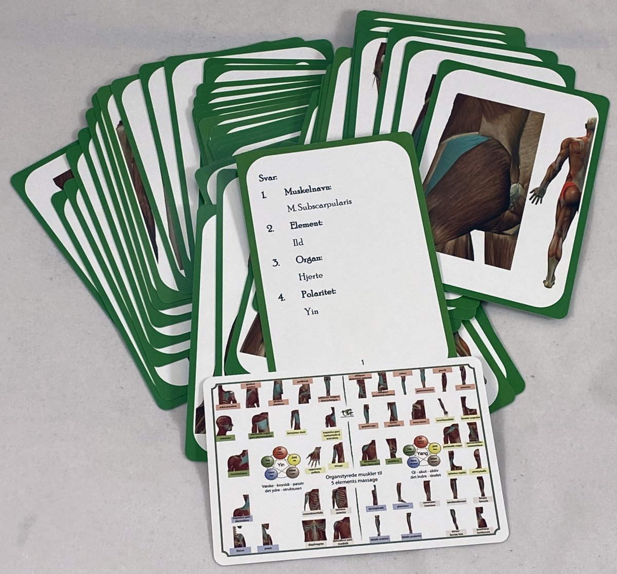 Indlæringskort til organstyrede muskler (45 kort) - Plancher, bøger og ...